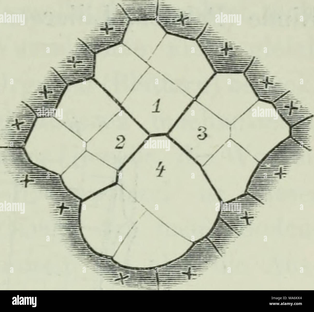 . Elemente der wissenschaftlichen Botanik Stock Photo - Alamy