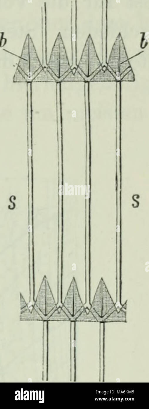 . Elemente der wissenschaftlichen Botanik Stock Photo - Alamy