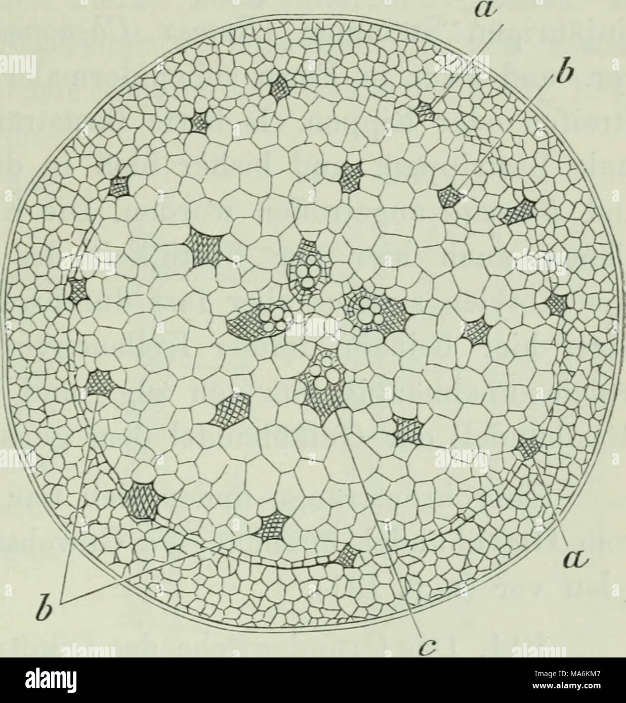 . Elemente der wissenschaftlichen Botanik Stock Photo - Alamy
