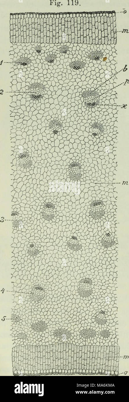. Elemente der wissenschaftlichen Botanik Stock Photo - Alamy