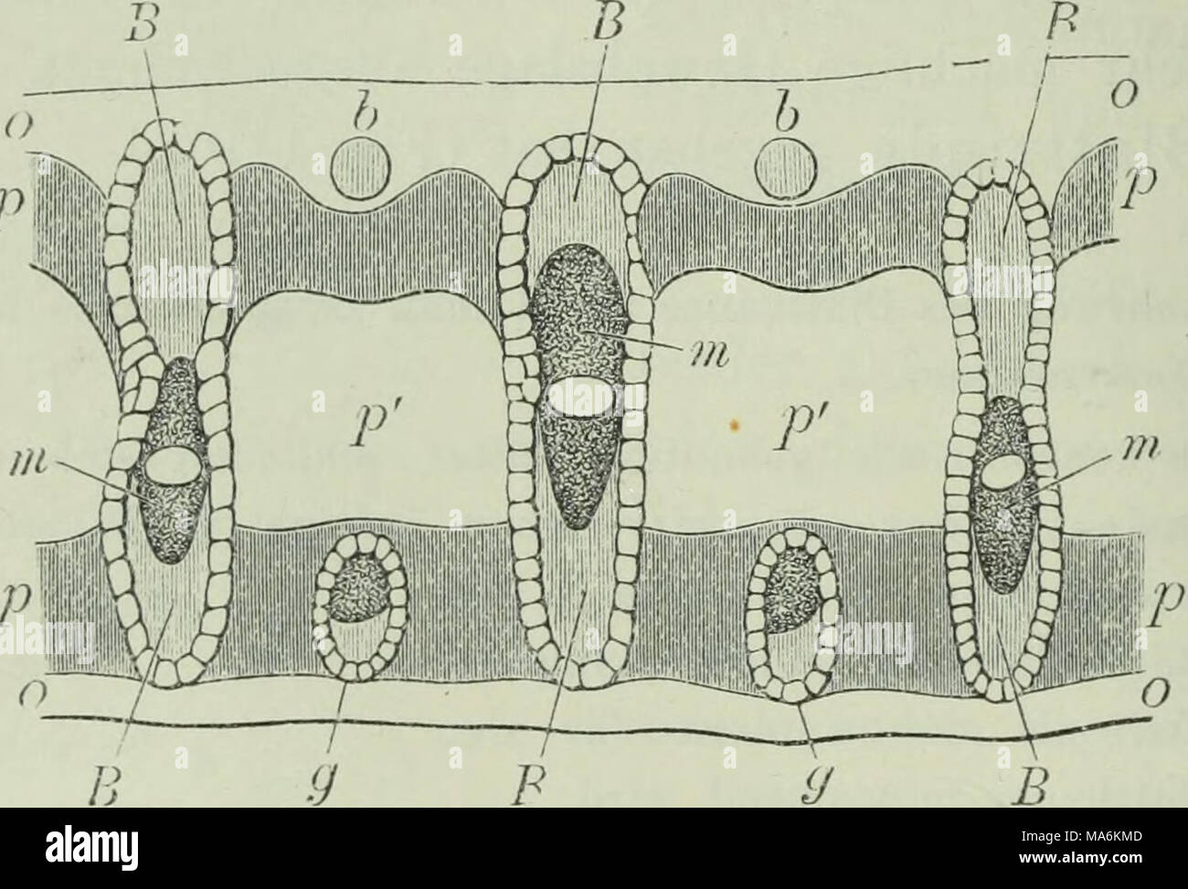 . Elemente der wissenschaftlichen Botanik Stock Photo - Alamy