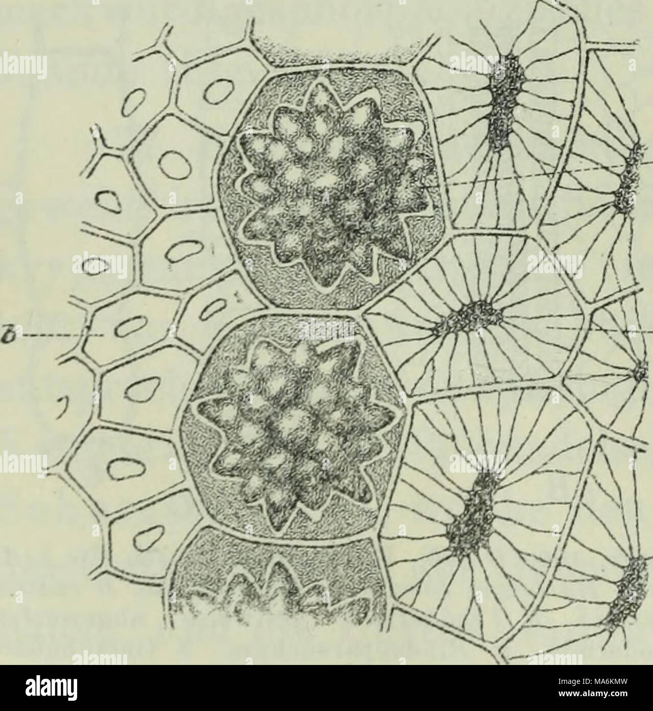 . Elemente der wissenschaftlichen Botanik Stock Photo - Alamy