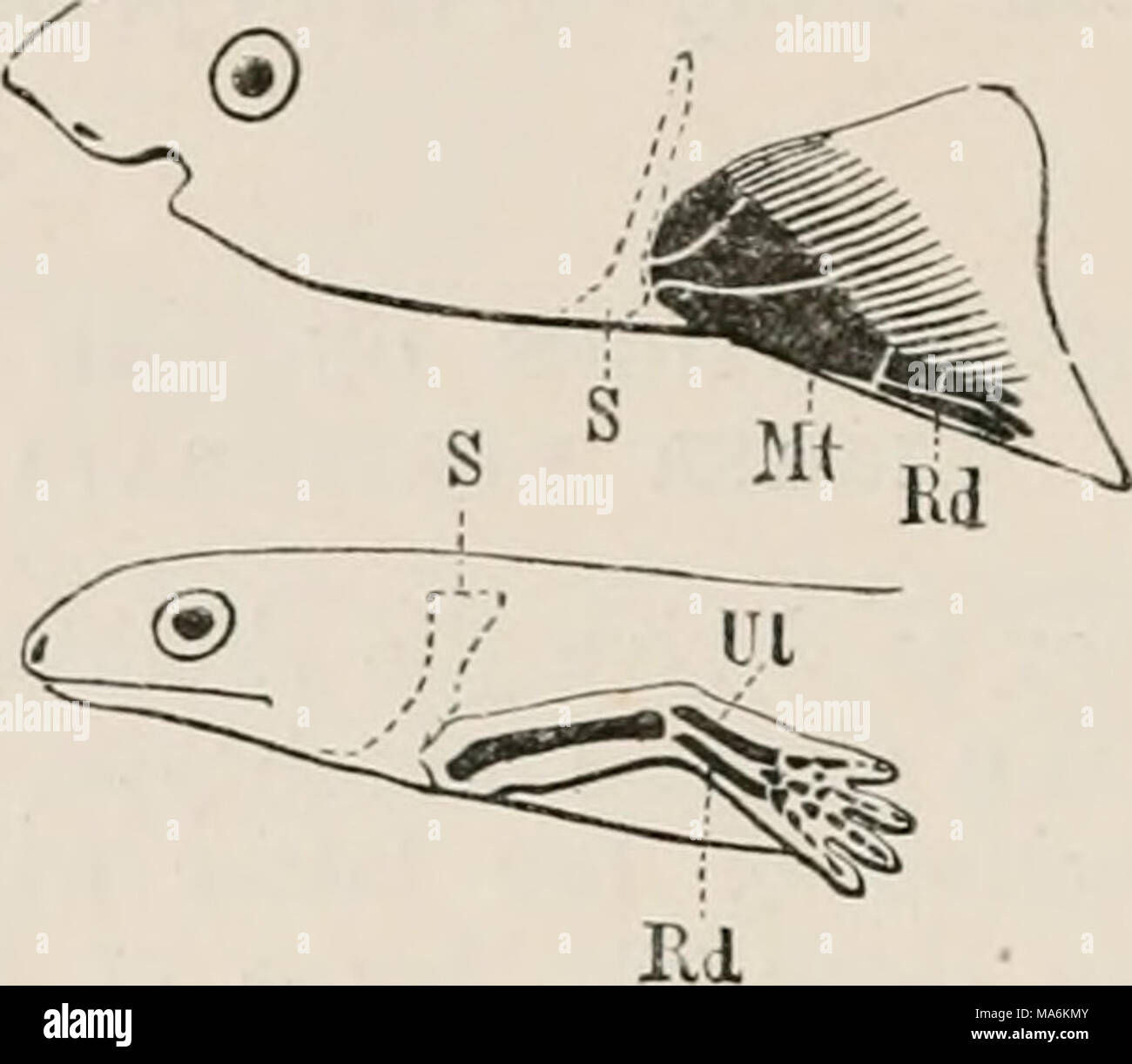 . Elements of the comparative anatomy of vertebrates Stock Photo - Alamy