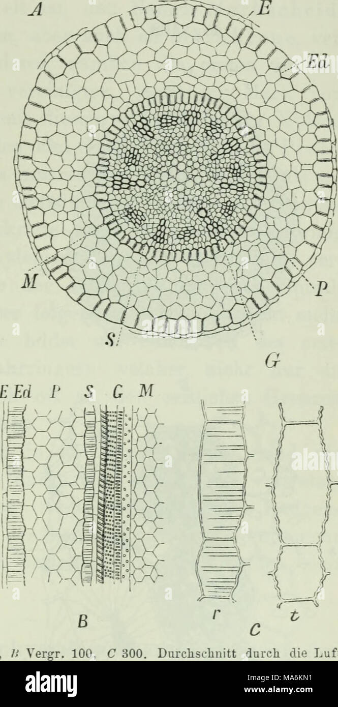 . Elemente der wissenschaftlichen Botanik Stock Photo - Alamy