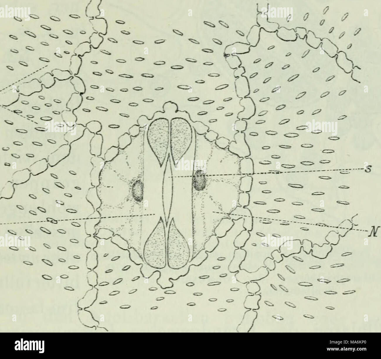 . Elemente der wissenschaftlichen Botanik Stock Photo - Alamy