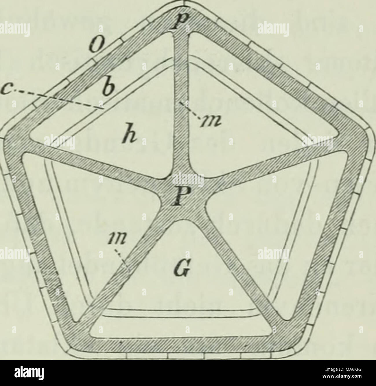 . Elemente der wissenschaftlichen Botanik Stock Photo - Alamy