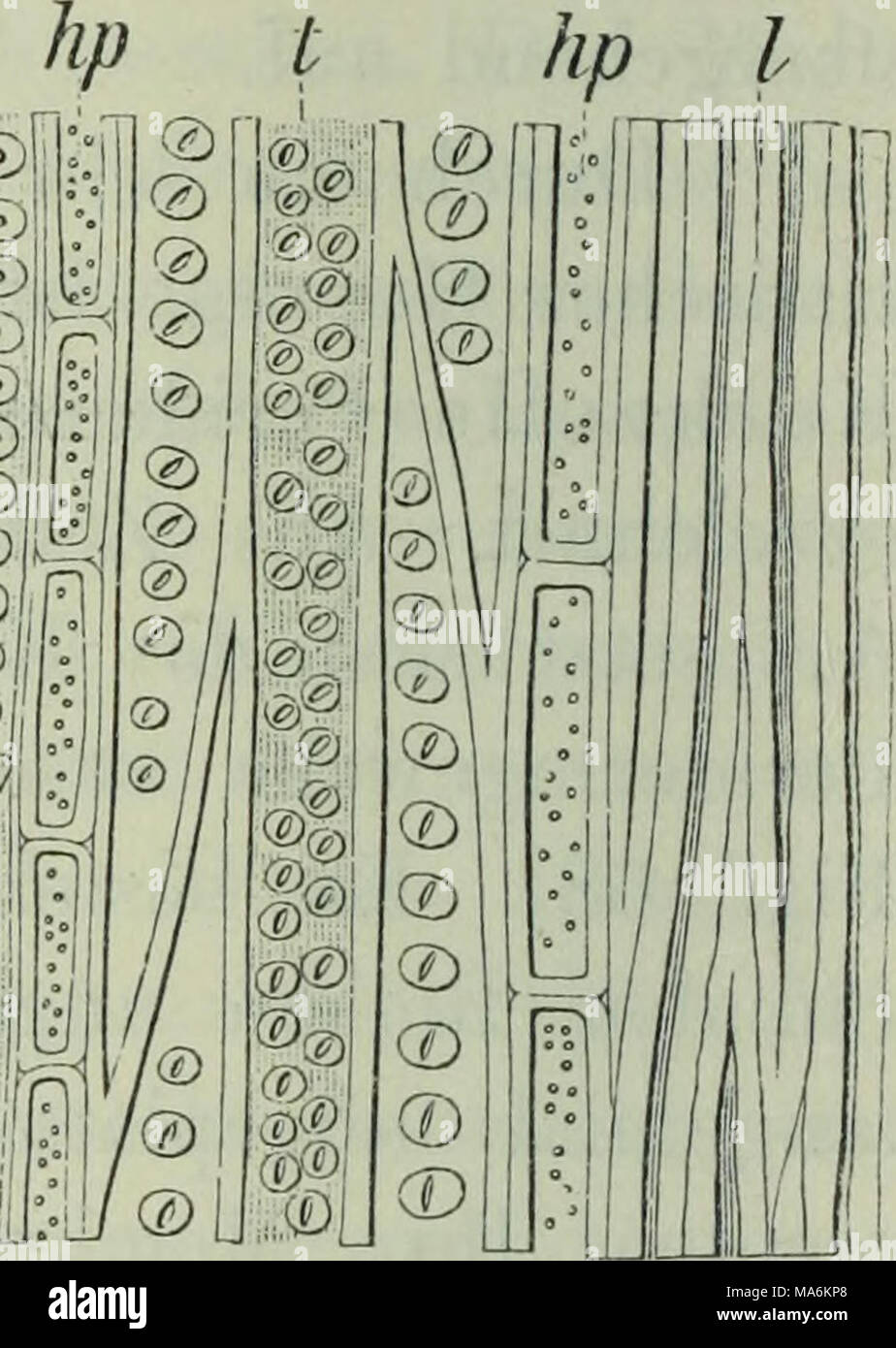 . Elemente der wissenschaftlichen Botanik Stock Photo - Alamy