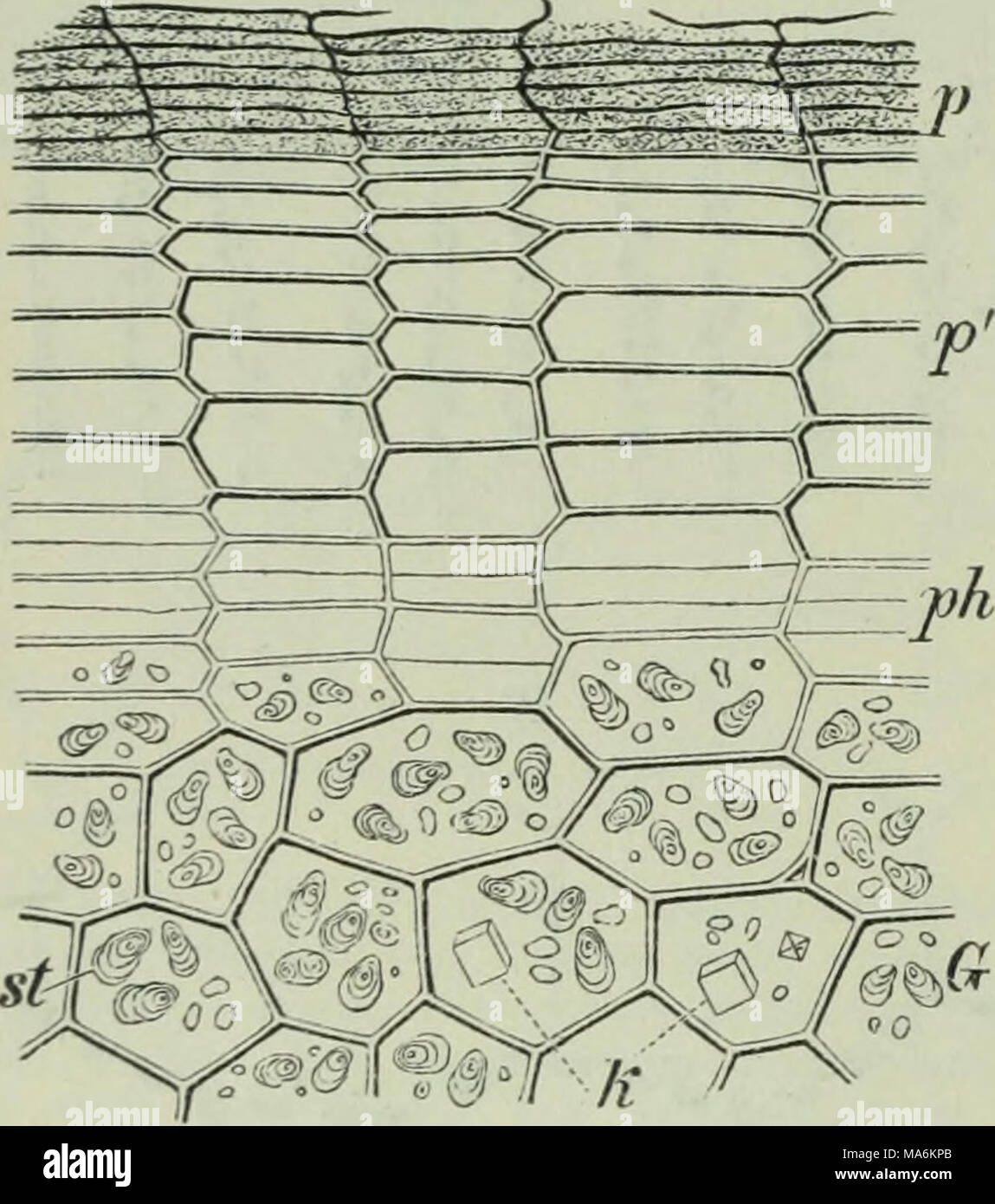 . Elemente der wissenschaftlichen Botanik Stock Photo - Alamy