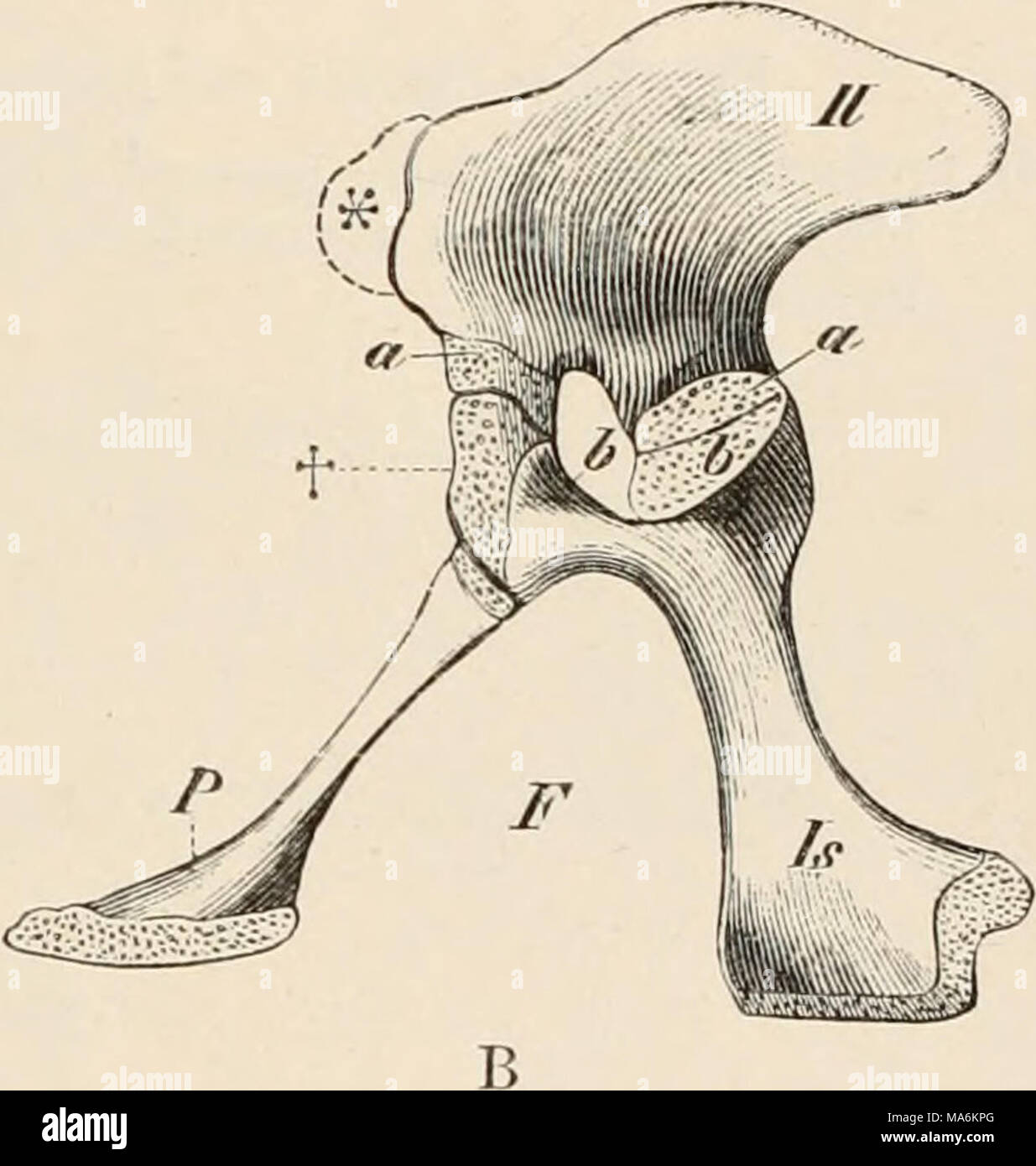 . Elements of the comparative anatomy of vertebrates Stock Photo - Alamy