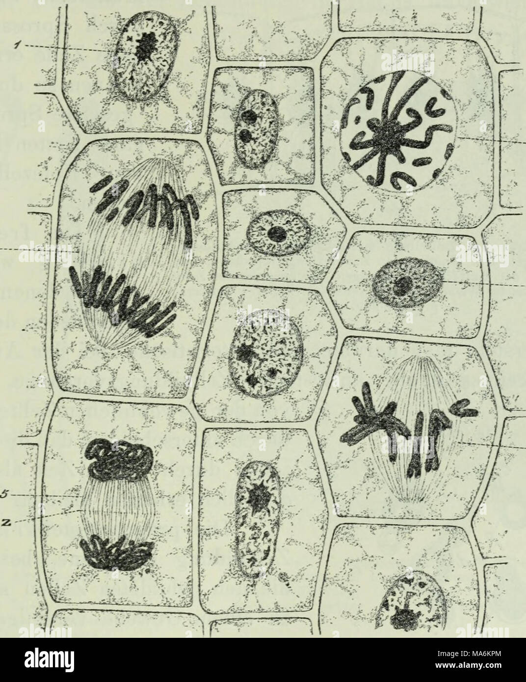 Plant physiology wiesner hi-res stock photography and images - Alamy