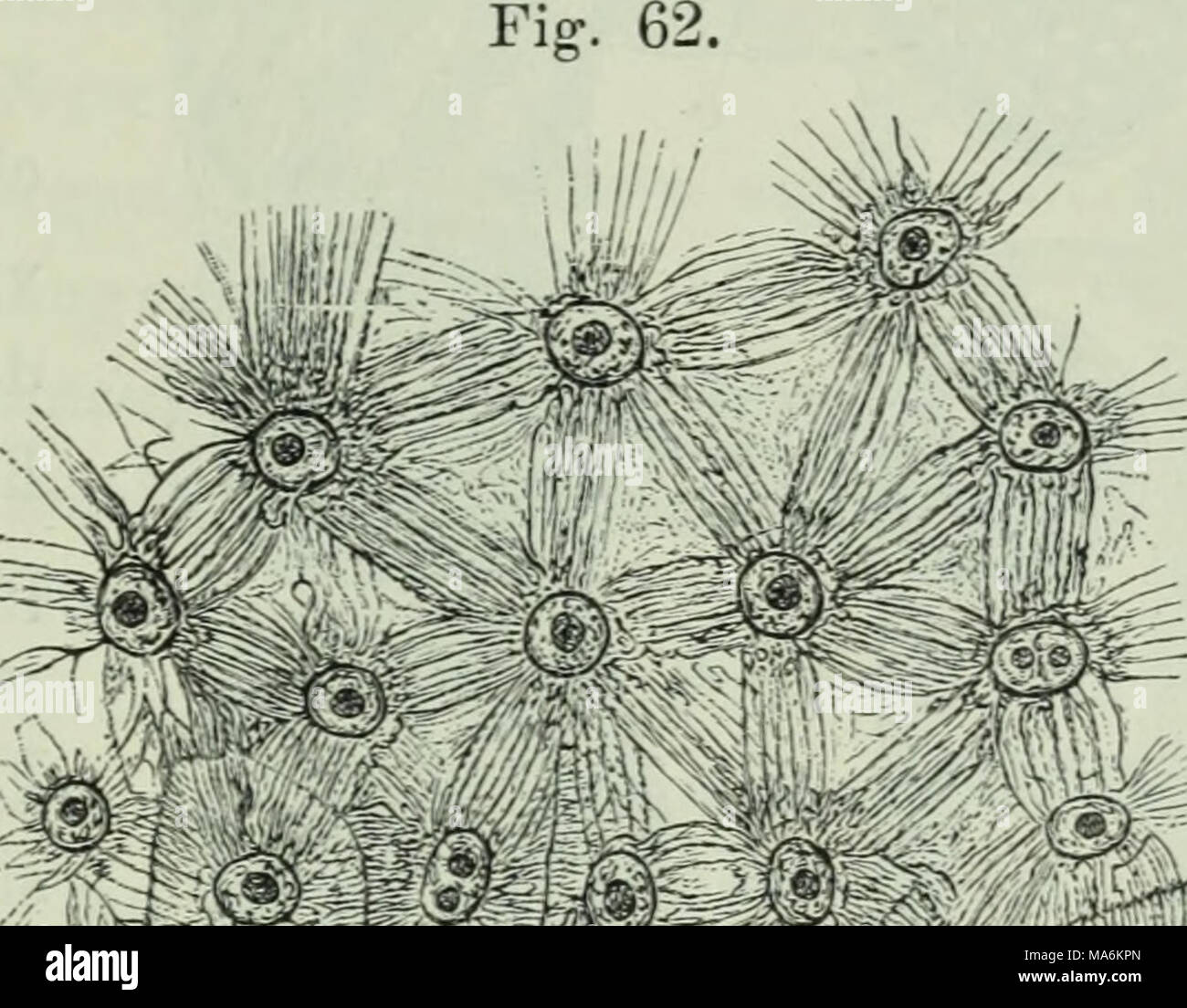 . Elemente der wissenschaftlichen Botanik Stock Photo - Alamy