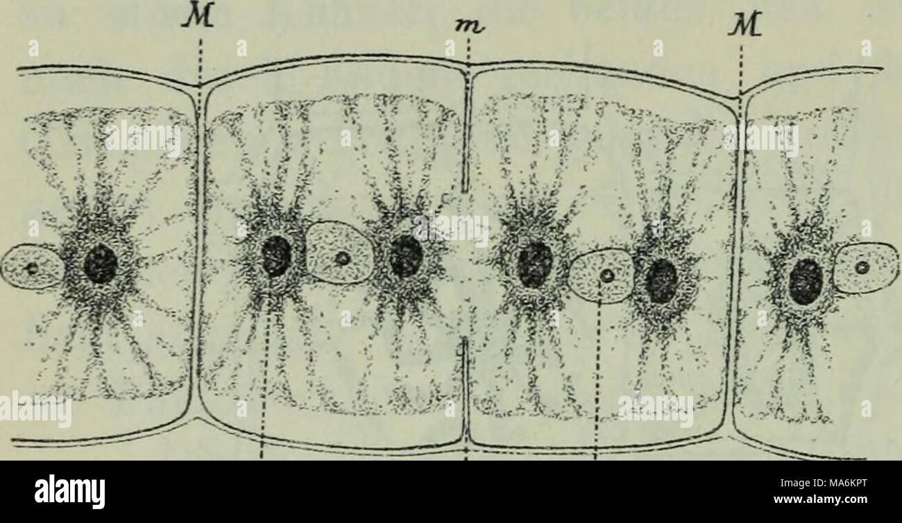 Plant physiology wiesner hi-res stock photography and images - Alamy
