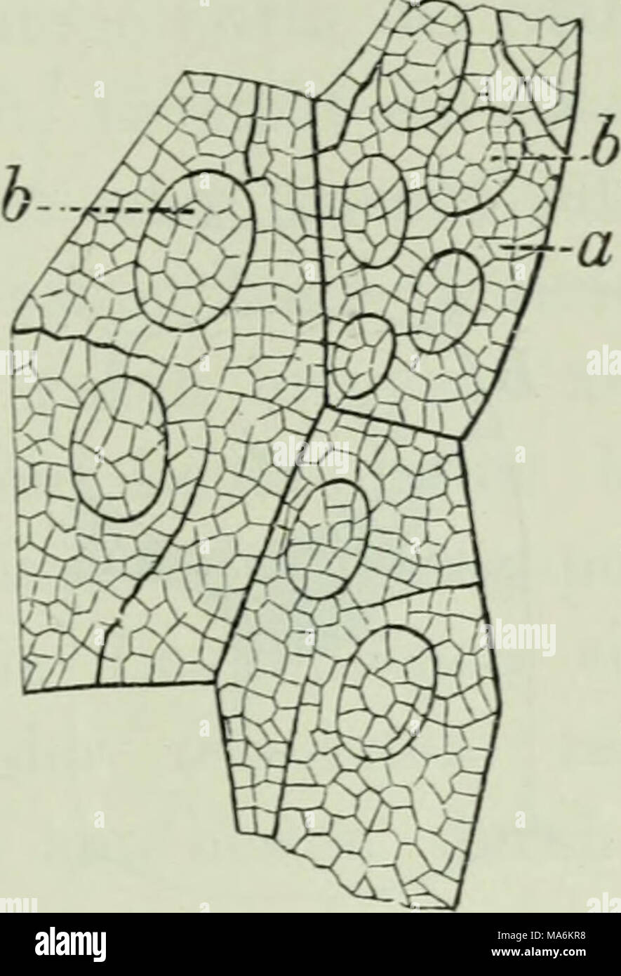 . Elemente der wissenschaftlichen Botanik Stock Photo - Alamy