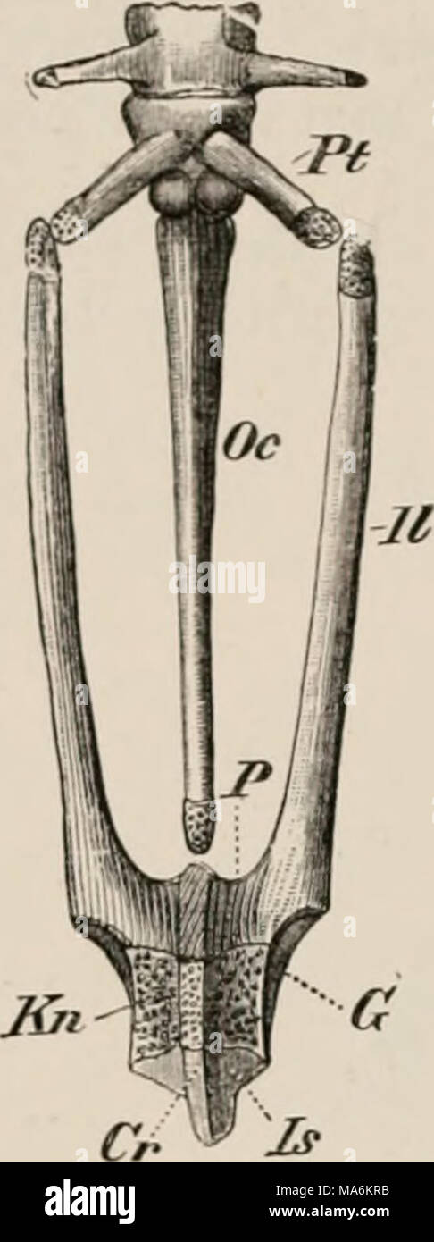 . Elements of the comparative anatomy of vertebrates Stock Photo - Alamy