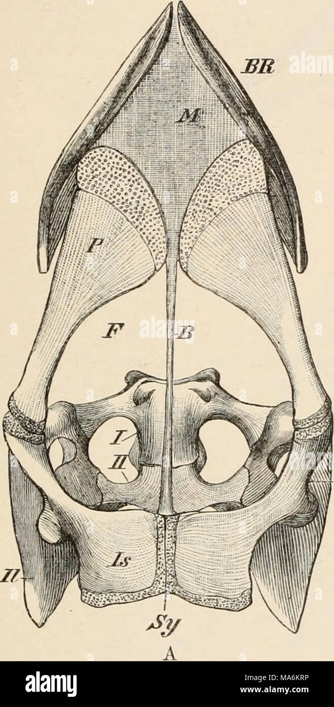 . Elements of the comparative anatomy of vertebrates Stock Photo - Alamy