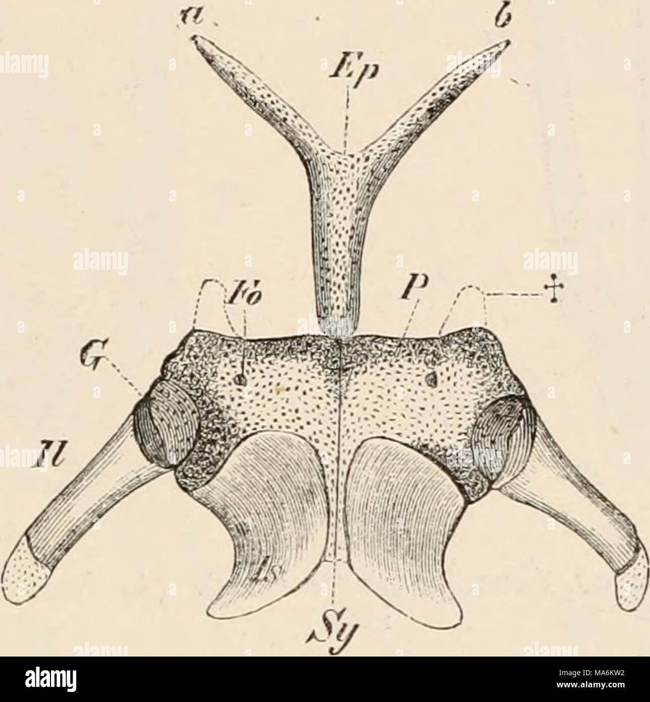 . Elements of the comparative anatomy of vertebrates Stock Photo - Alamy