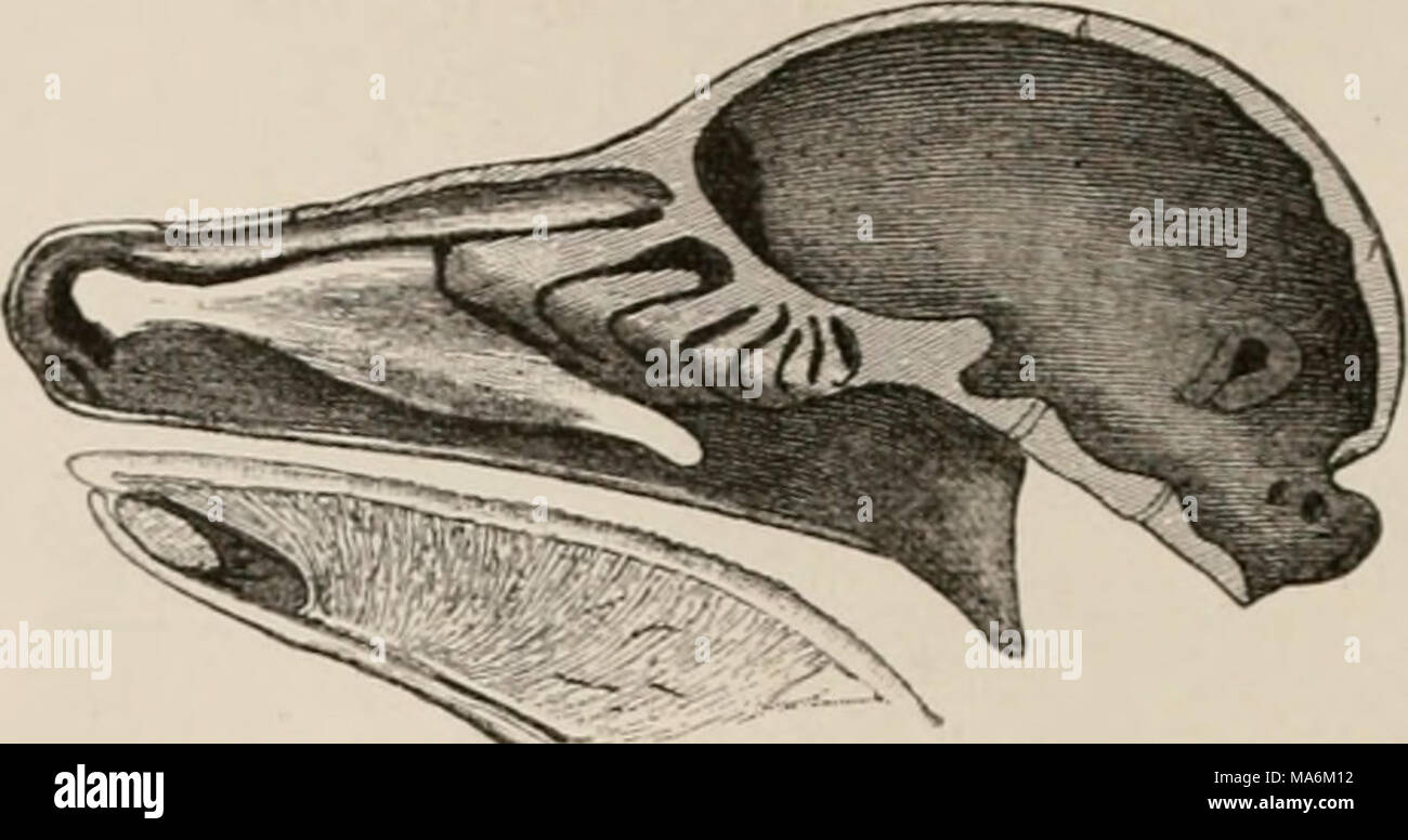 . Elements of the comparative anatomy of vertebrates Stock Photo - Alamy