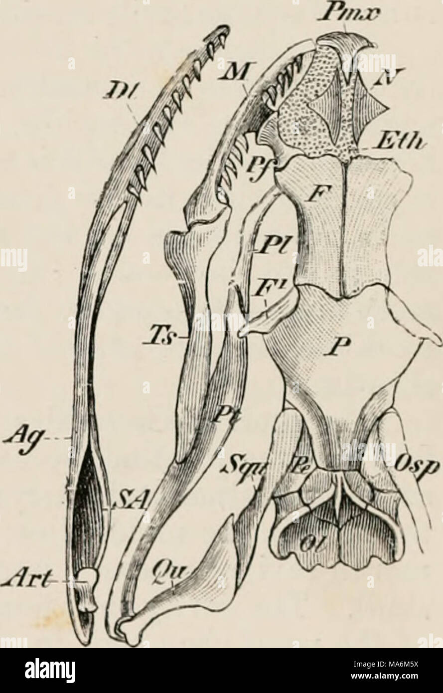 . Elements of the comparative anatomy of vertebrates Stock Photo - Alamy