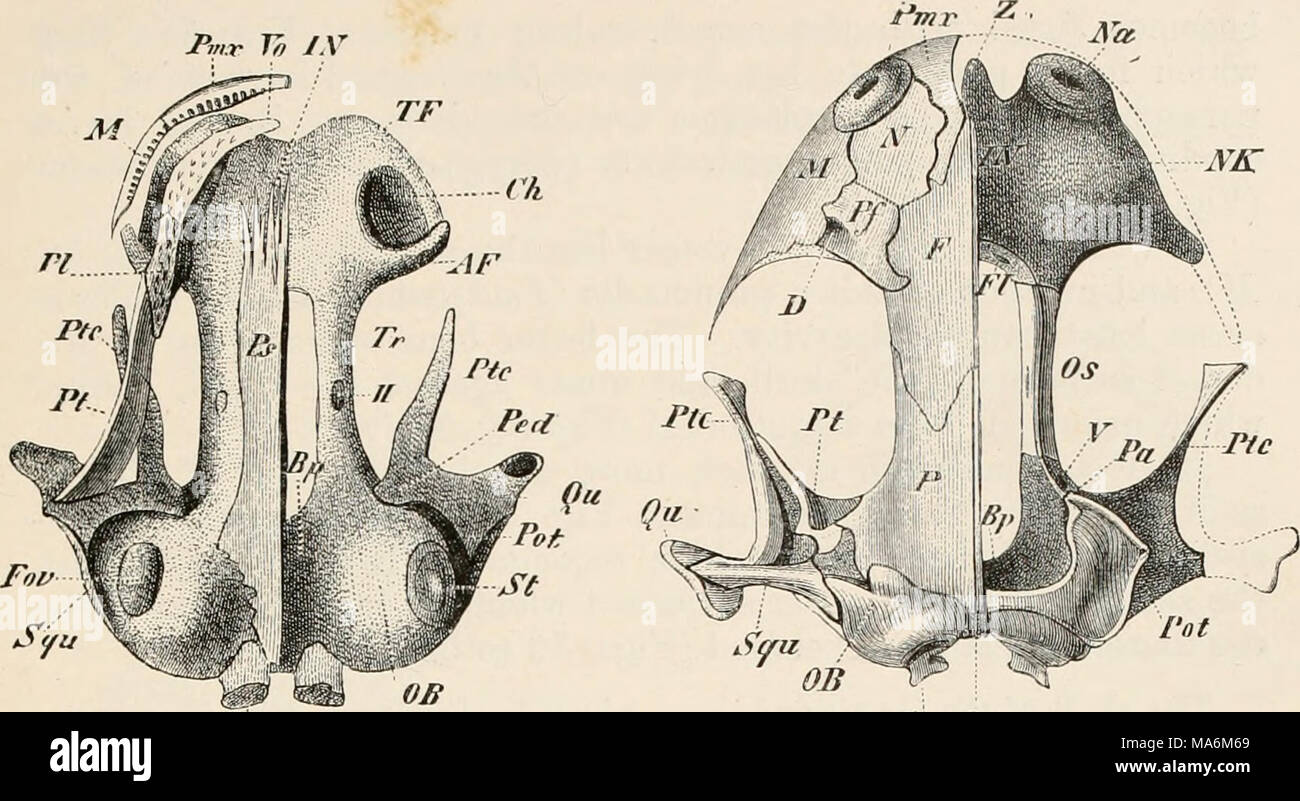 . Elements of the comparative anatomy of vertebrates Stock Photo - Alamy