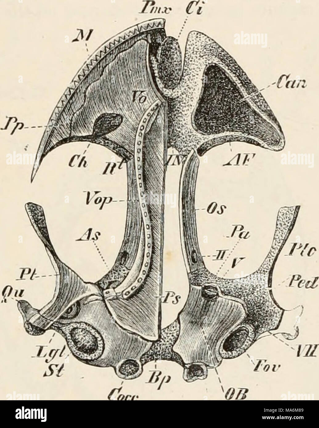 . Elements of the comparative anatomy of vertebrates Stock Photo - Alamy