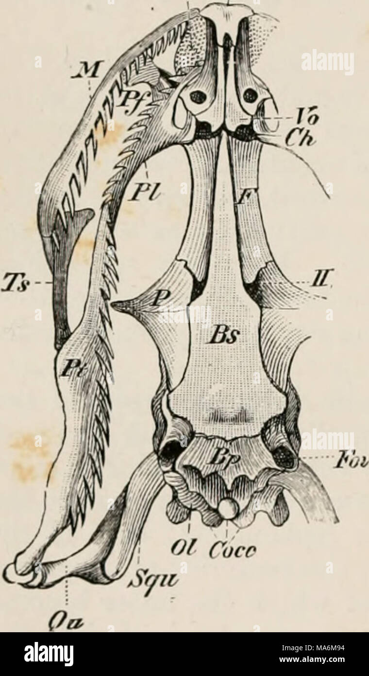 . Elements of the comparative anatomy of vertebrates Stock Photo - Alamy