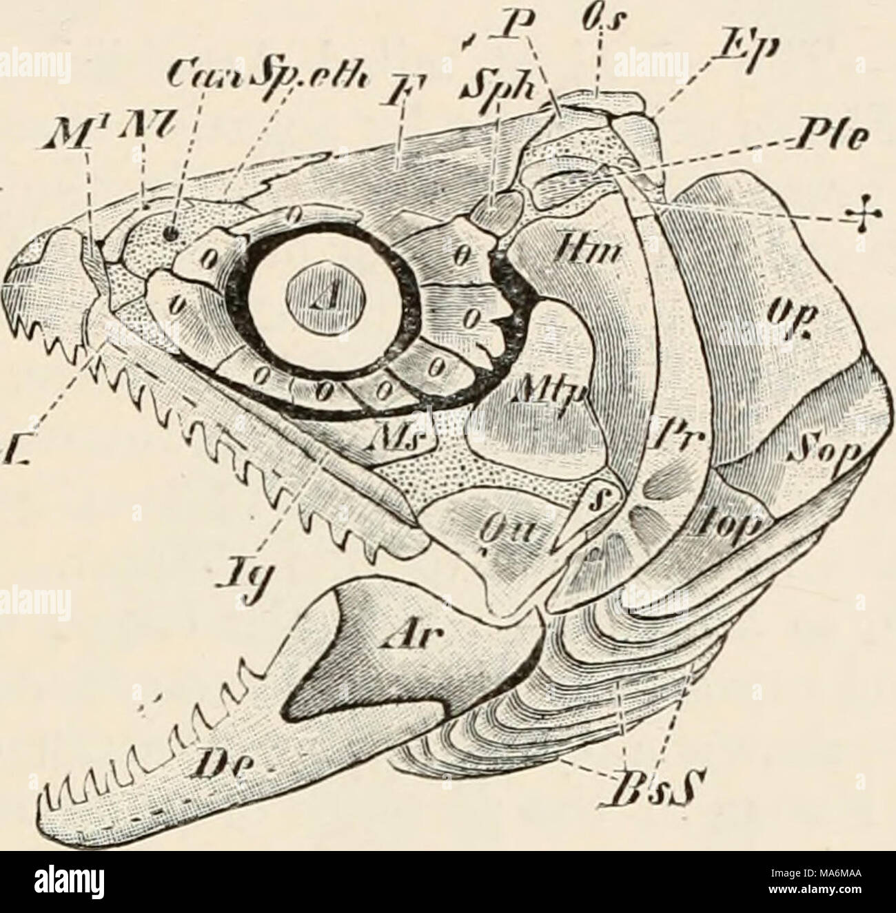 . Elements of the comparative anatomy of vertebrates Stock Photo - Alamy
