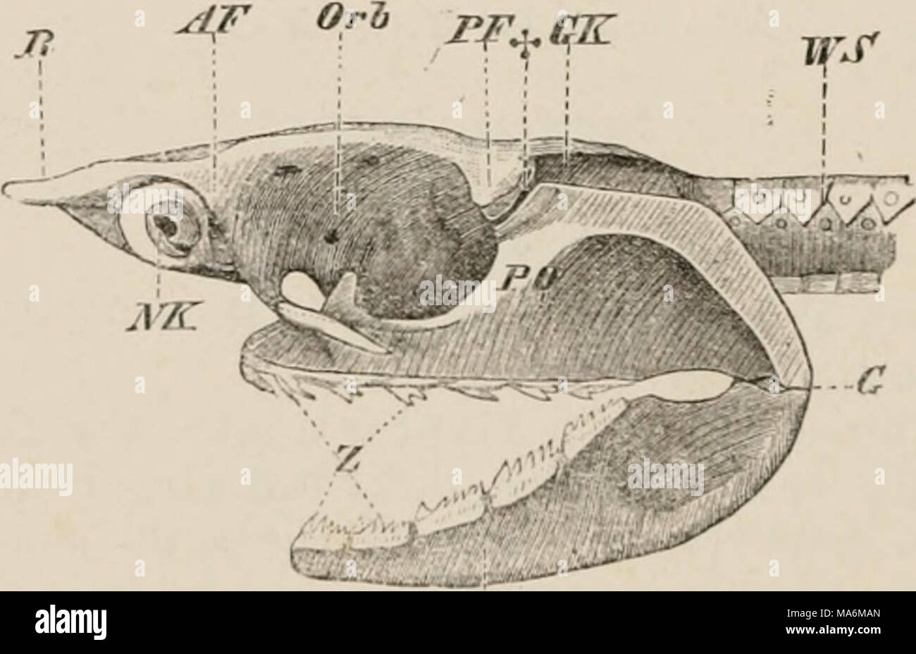 . Elements of the comparative anatomy of vertebrates Stock Photo - Alamy