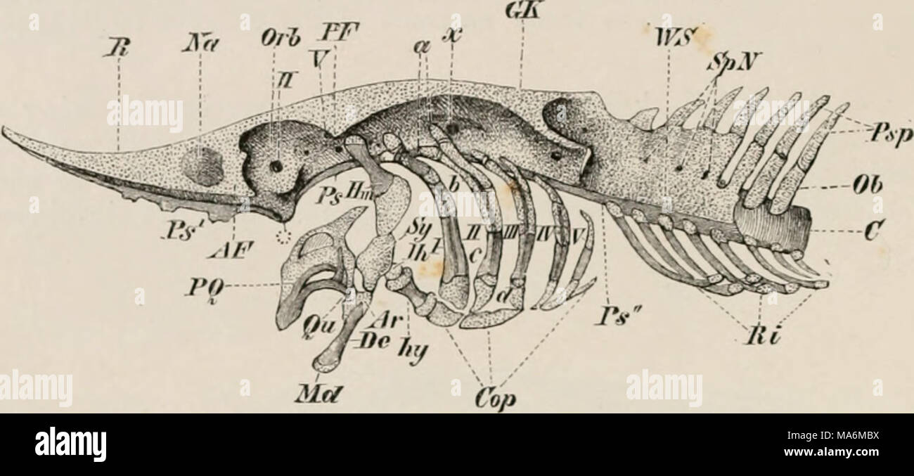 . Elements of the comparative anatomy of vertebrates Stock Photo - Alamy