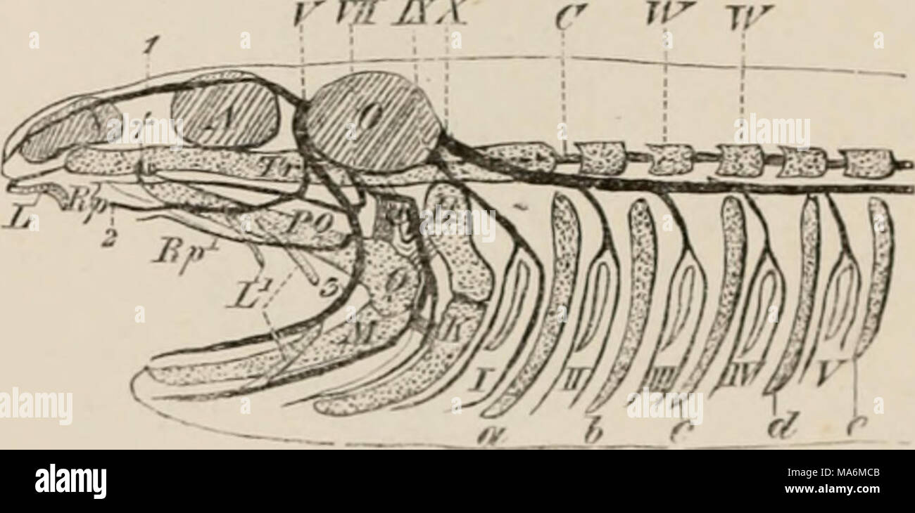 . Elements of the comparative anatomy of vertebrates Stock Photo - Alamy