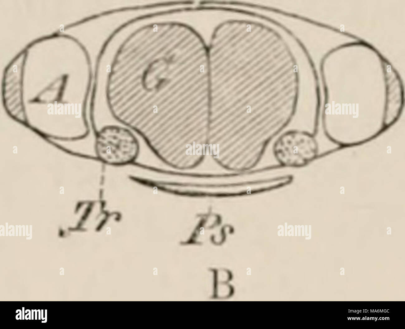 . Elements of the comparative anatomy of vertebrates Stock Photo - Alamy