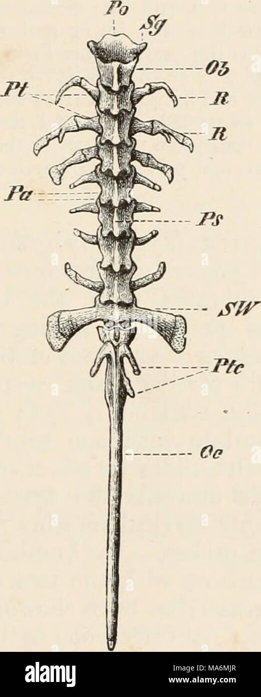 . Elements of the comparative anatomy of vertebrates Stock Photo - Alamy