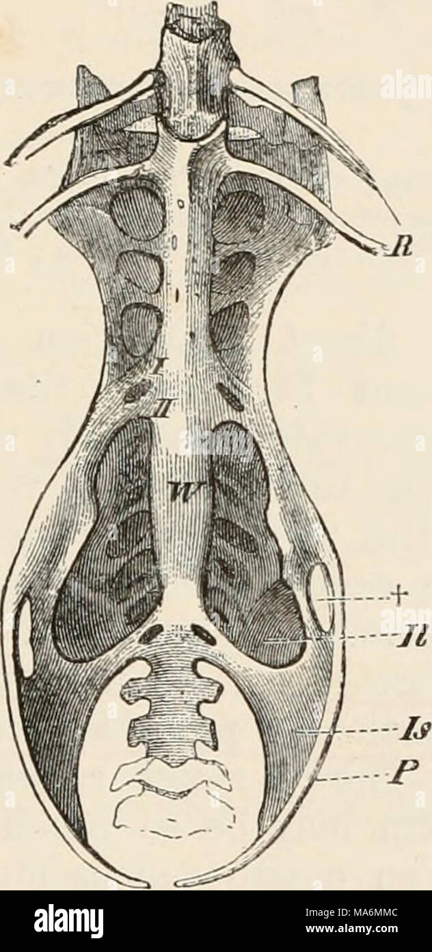 . Elements of the comparative anatomy of vertebrates Stock Photo - Alamy