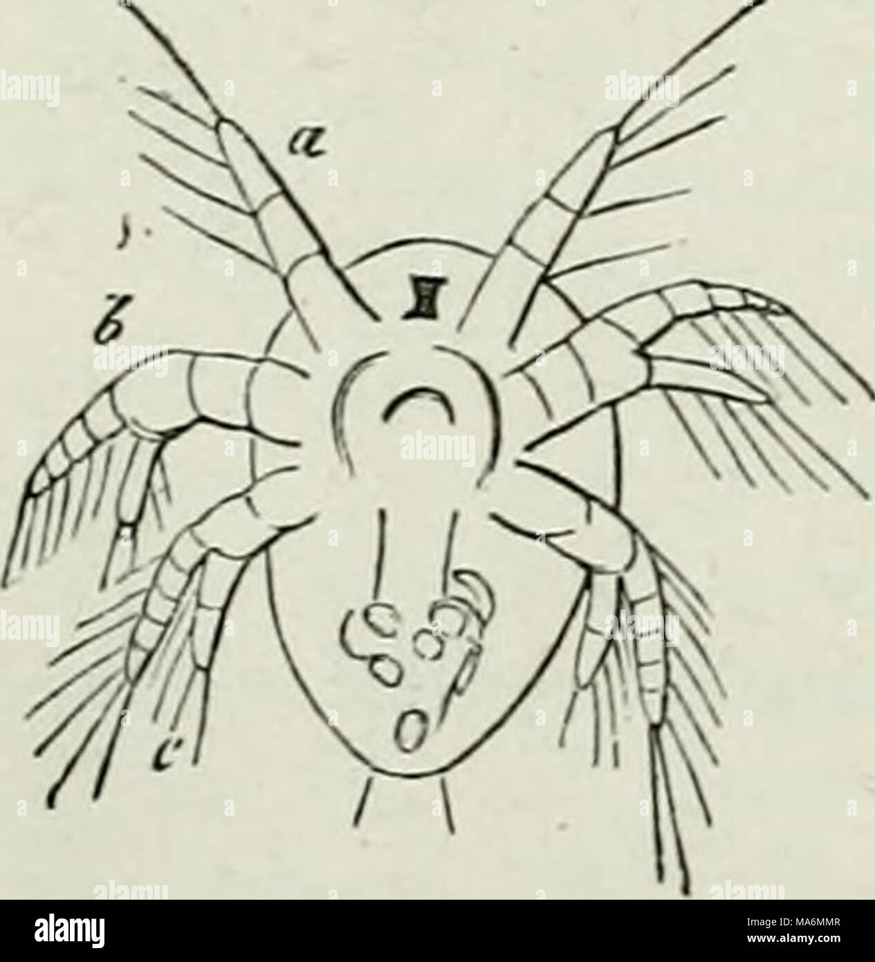 . Elements of Comparative Anatomy Stock Photo - Alamy