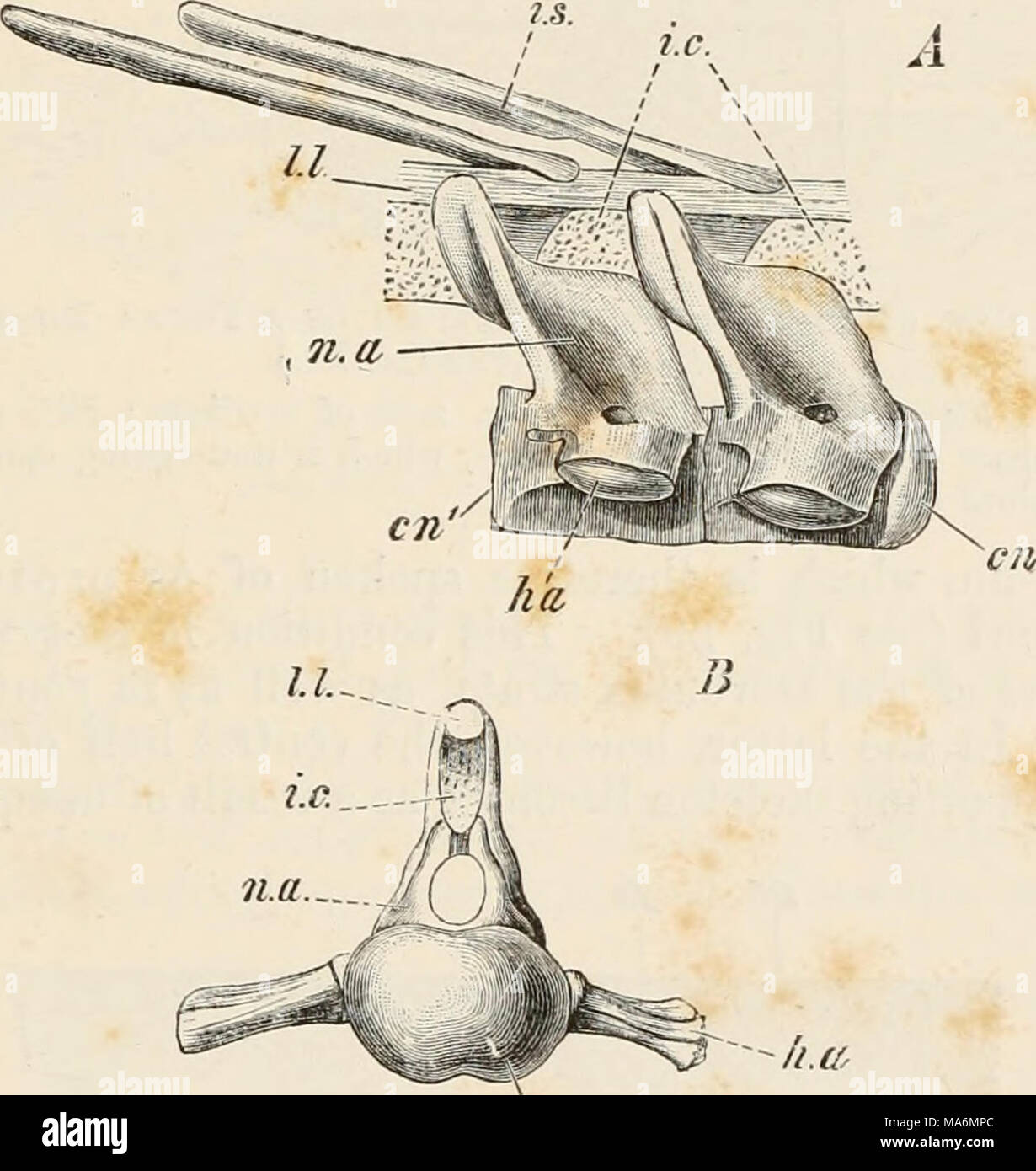 . Elements of the comparative anatomy of vertebrates Stock Photo - Alamy