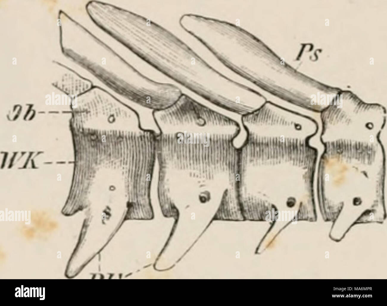 . Elements of the comparative anatomy of vertebrates Stock Photo - Alamy
