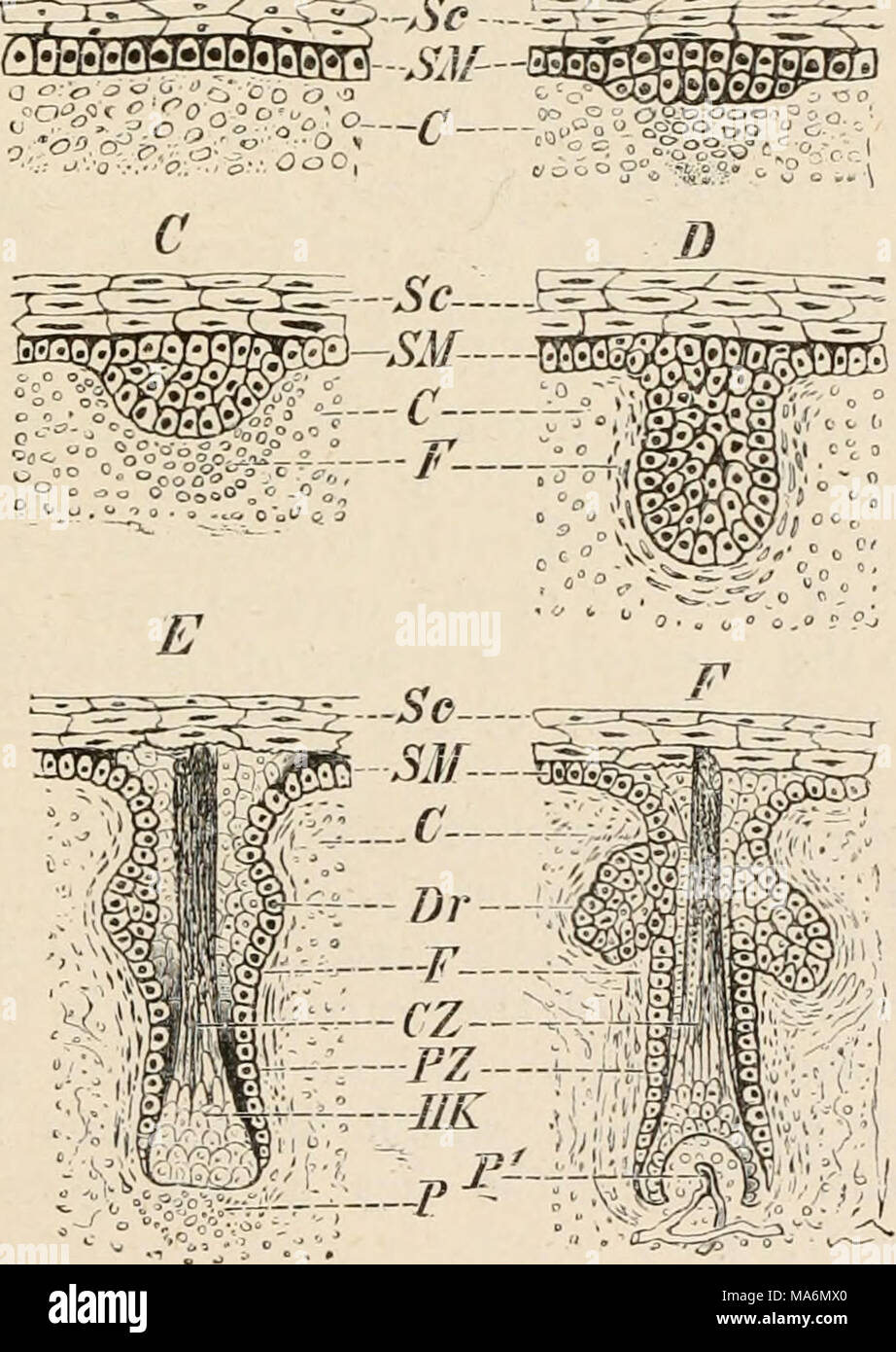 . Elements of the comparative anatomy of vertebrates Stock Photo - Alamy