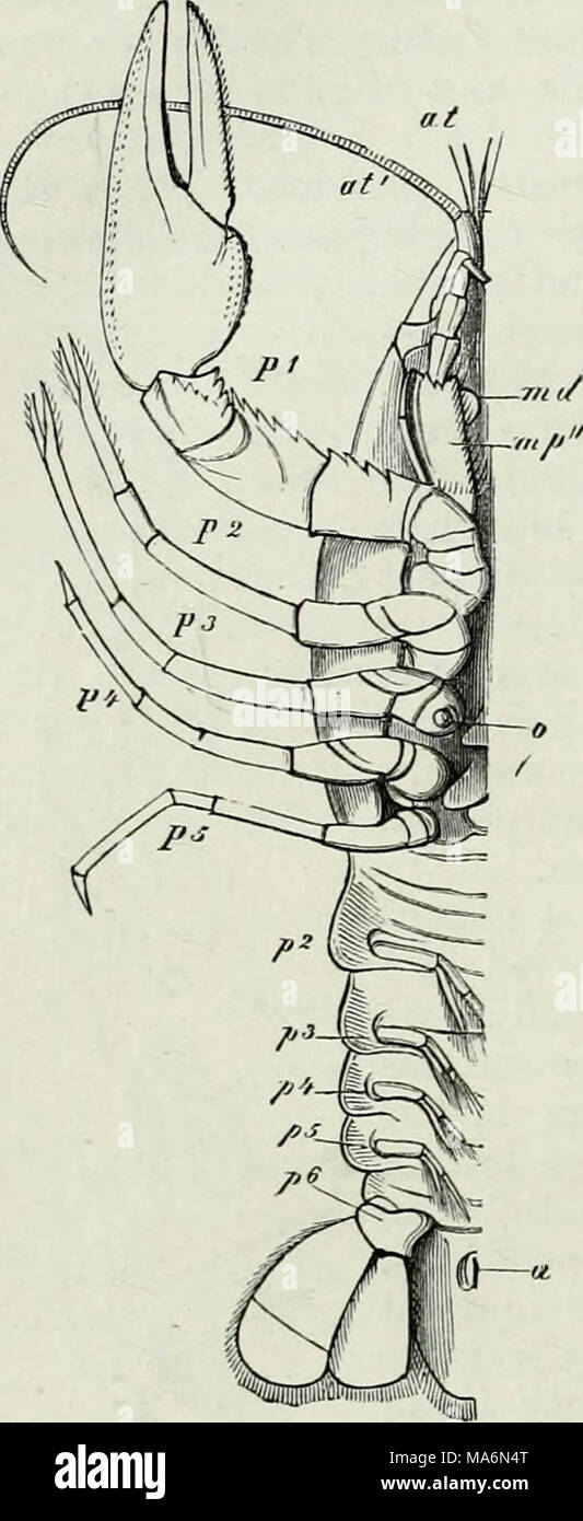 . Elements of Comparative Anatomy Stock Photo - Alamy