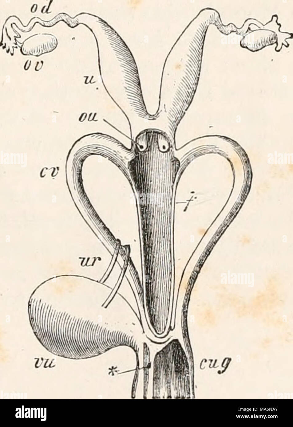 . Elements of comparative anatomy Stock Photo - Alamy