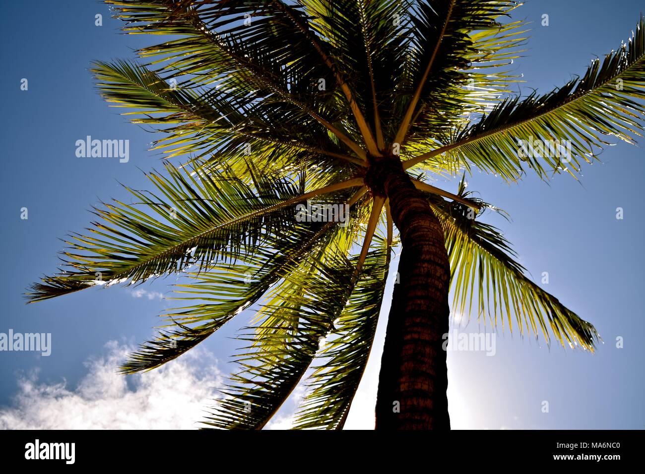 Climate shade tropics hi-res stock photography and images - Alamy
