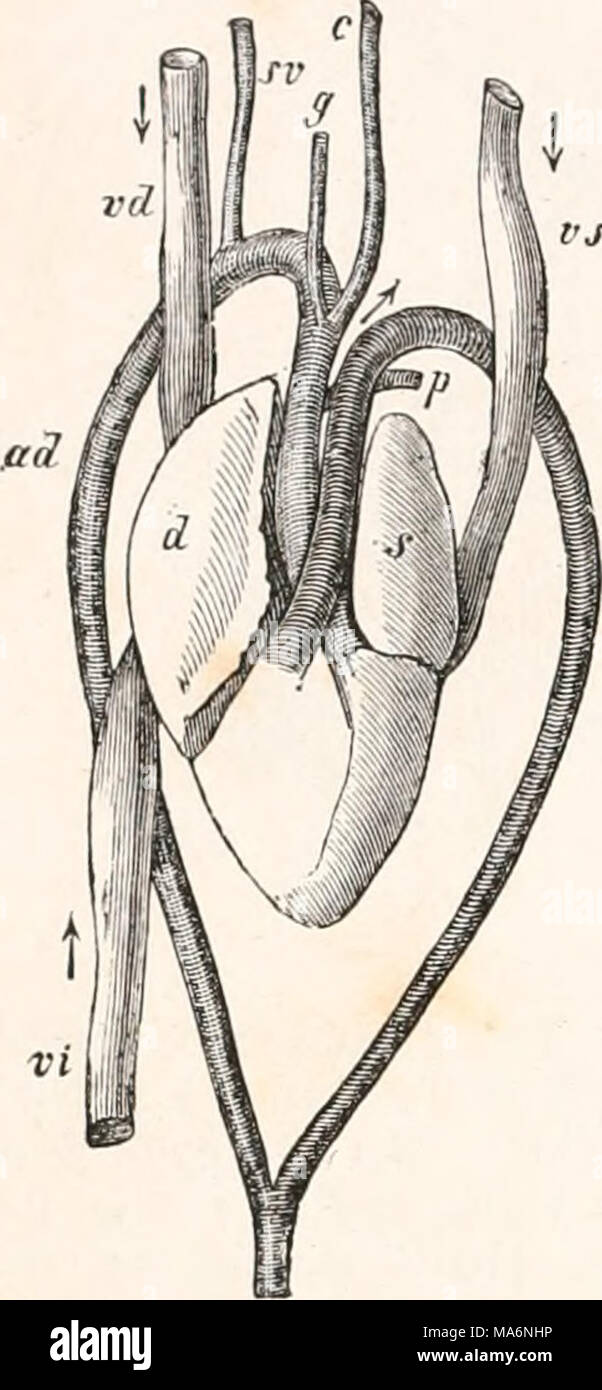 . Elements of comparative anatomy Stock Photo - Alamy