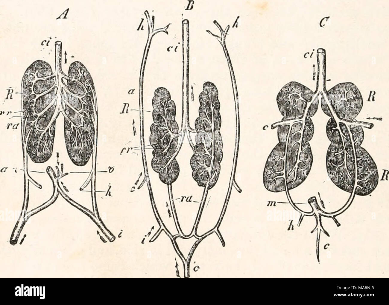 . Elements of comparative anatomy Stock Photo - Alamy