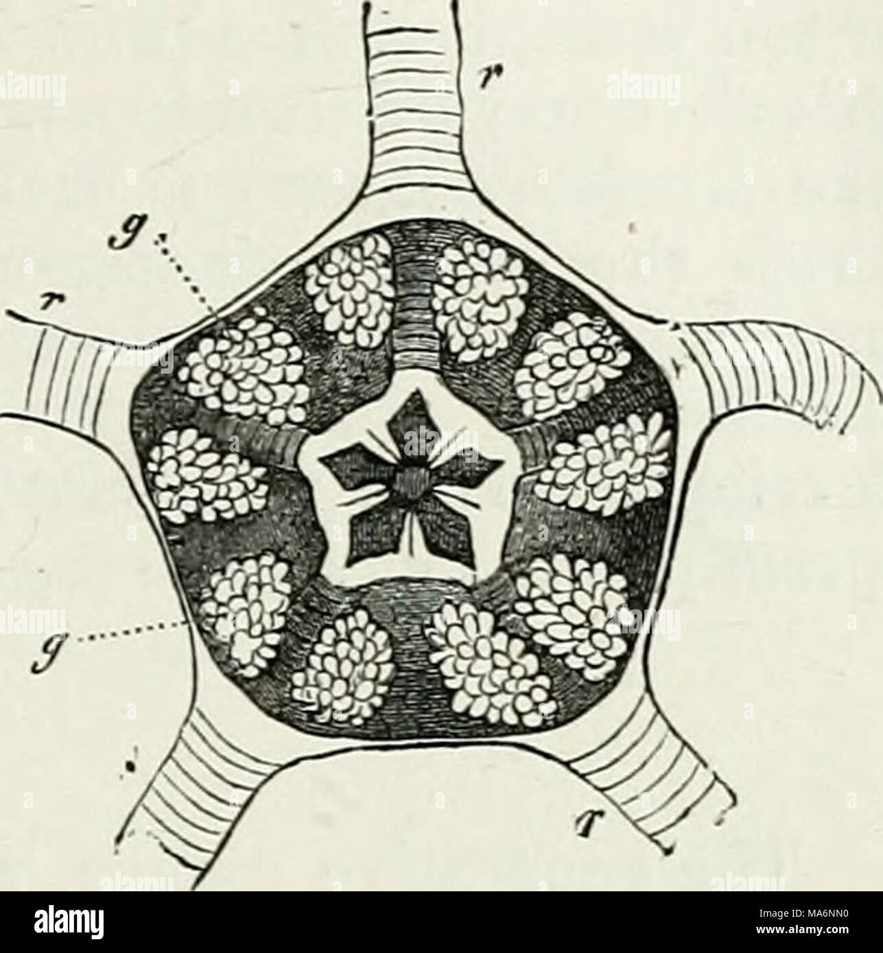 . Elements of Comparative Anatomy Stock Photo - Alamy