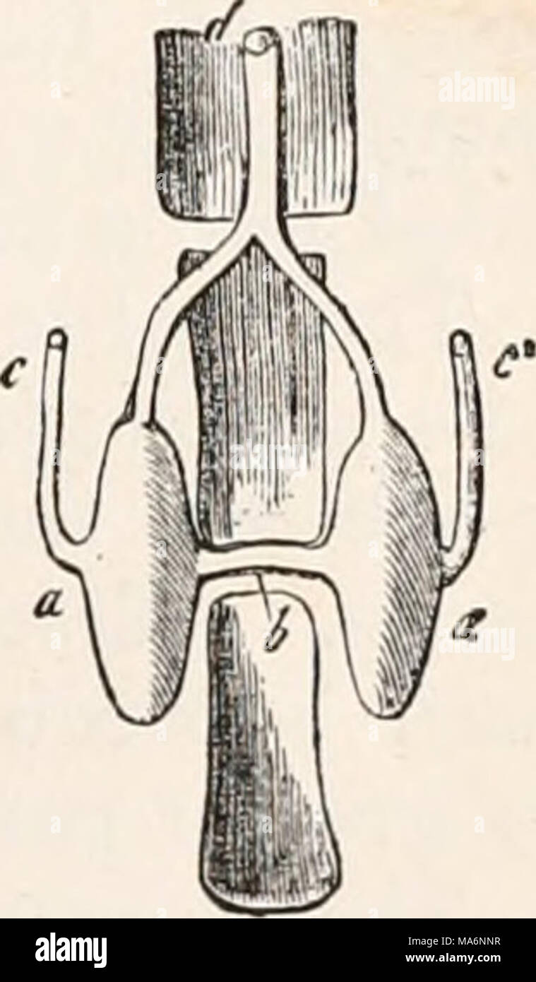 . Elements of comparative anatomy Stock Photo - Alamy