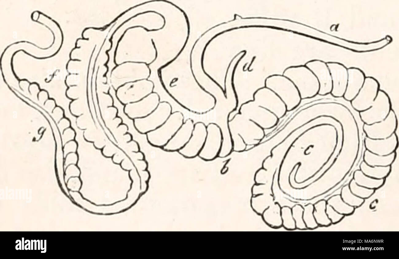 Educational exploration of comparative anatomy hi-res stock photography ...
