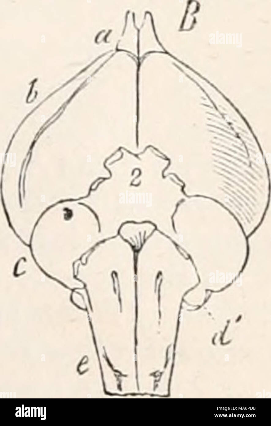 Evolutionaryhistory hi-res stock photography and images - Alamy