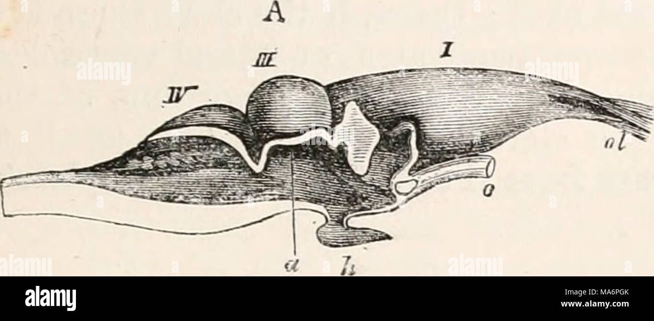 . Elements of comparative anatomy Stock Photo - Alamy