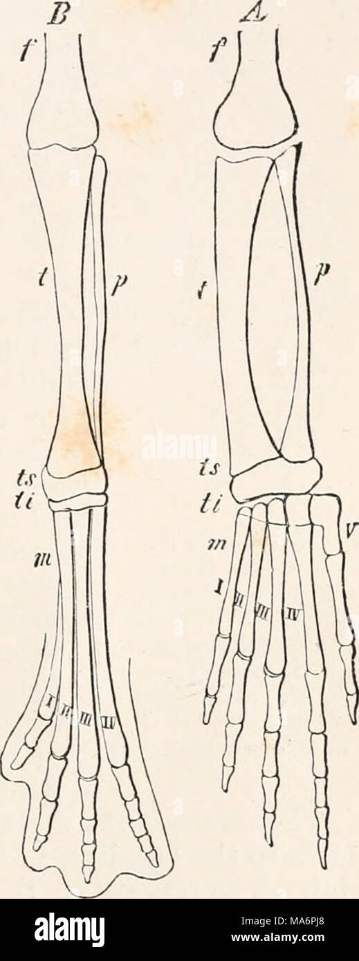 . Elements of comparative anatomy Stock Photo - Alamy
