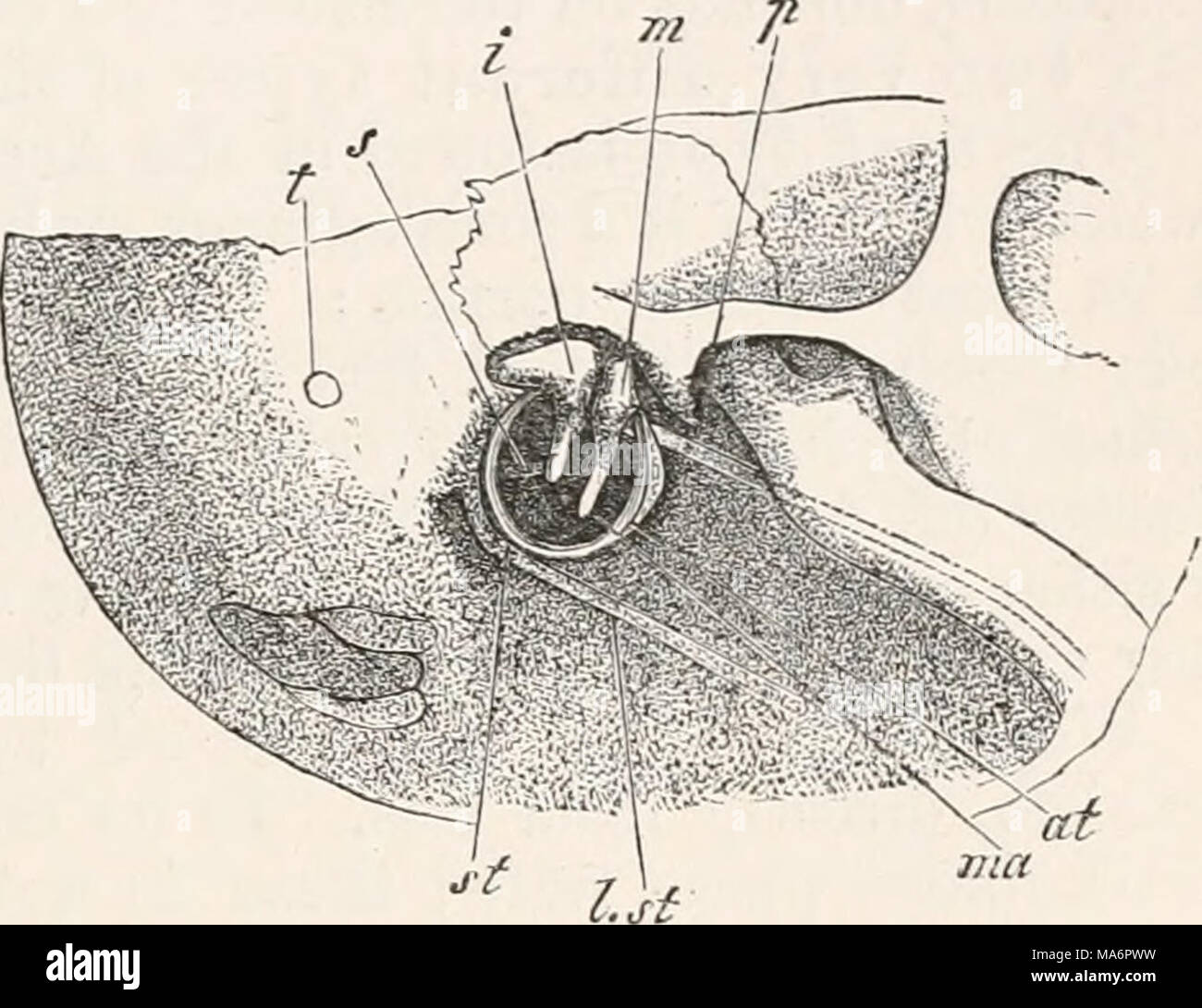 . Elements of comparative anatomy Stock Photo - Alamy