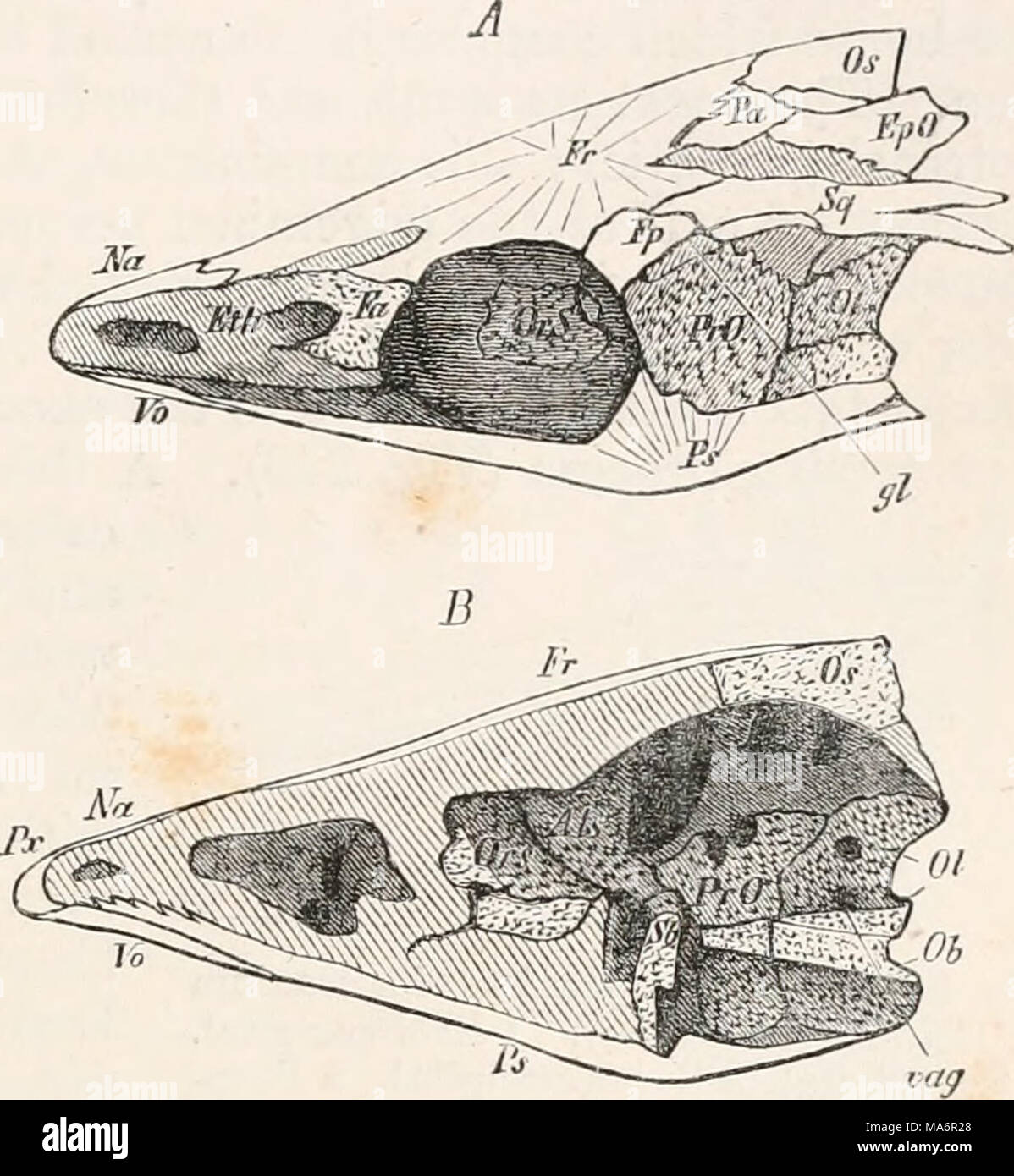. Elements of comparative anatomy Stock Photo - Alamy