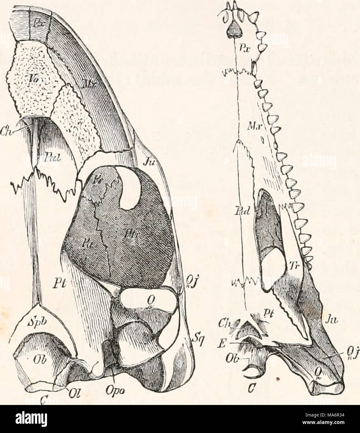 . Elements of comparative anatomy Stock Photo - Alamy